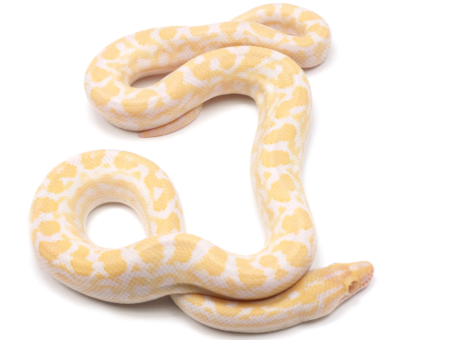 Albino Columbian Rainbow Boa Colombian Rainbow Boa by New England ...