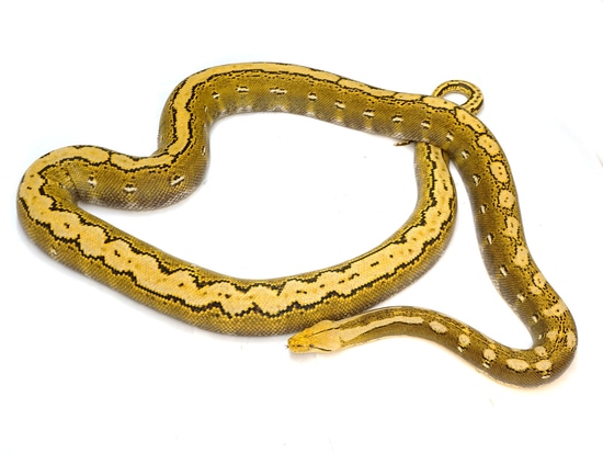 2017 Female Proven Breeder Platinum Phantom Possible Tiger Reticulated ...