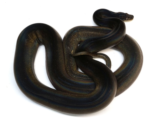 Golden Child Granite Back Phantom Reticulated Python by NERD