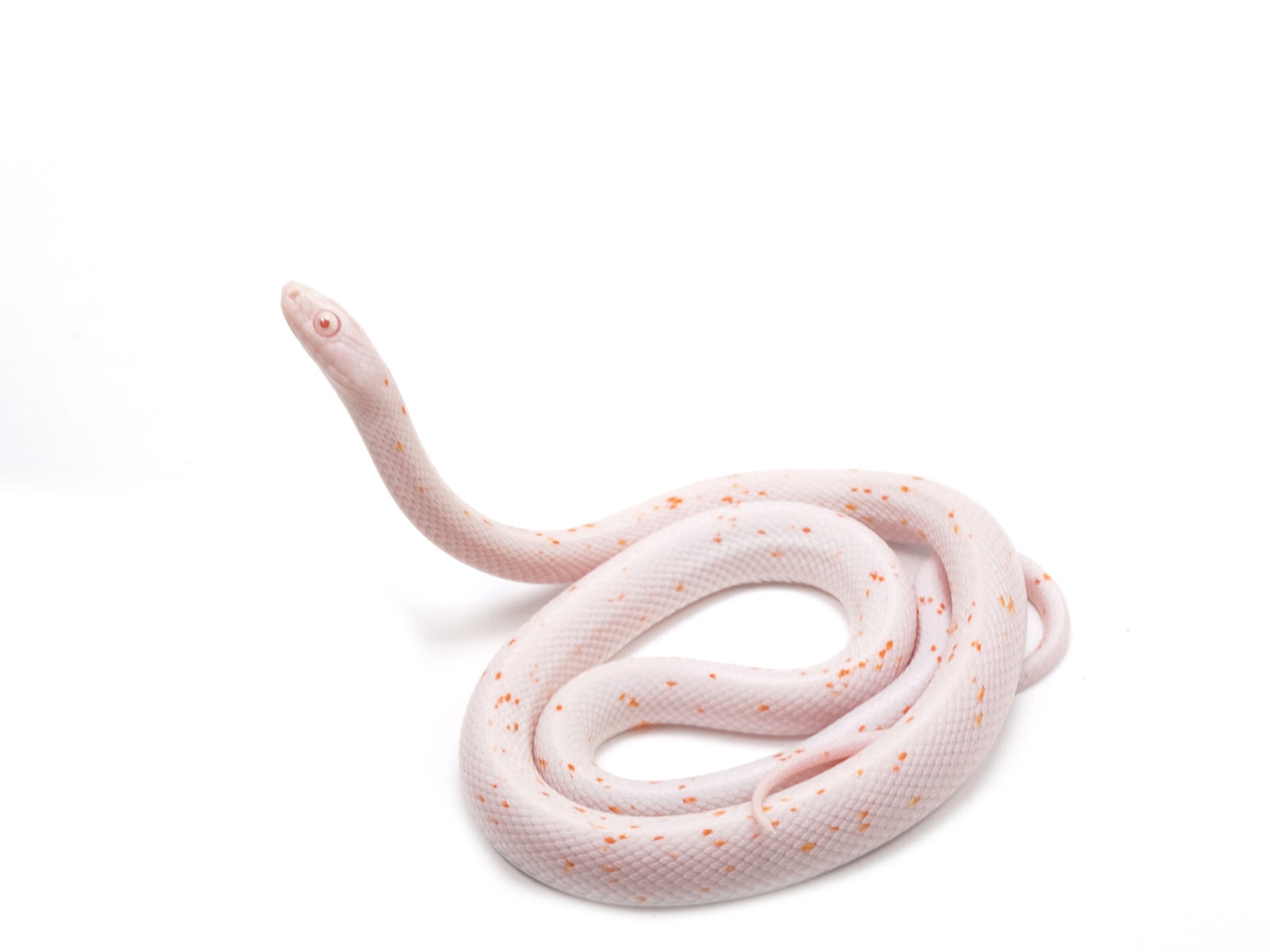 Albino Blood Red Anerythristic Palmetto Corn Snake by New England ...