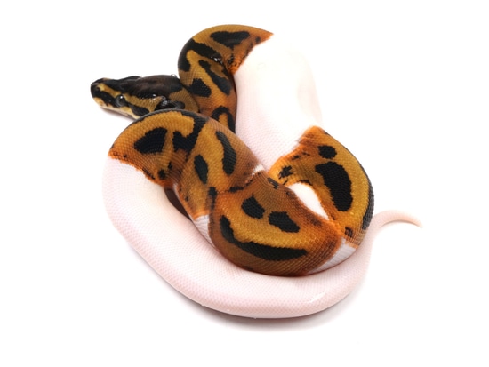 Emoji Pied Possible Leopard Ball Python by NERD