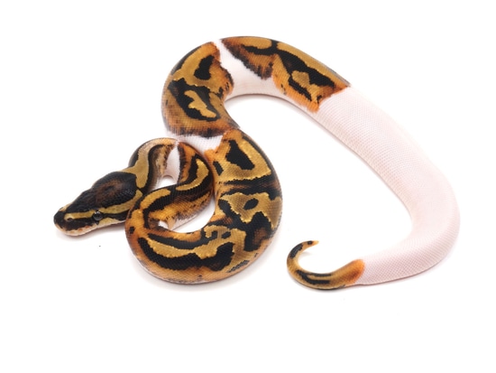 Emoji Pied Possible Leopard Ball Python by NERD