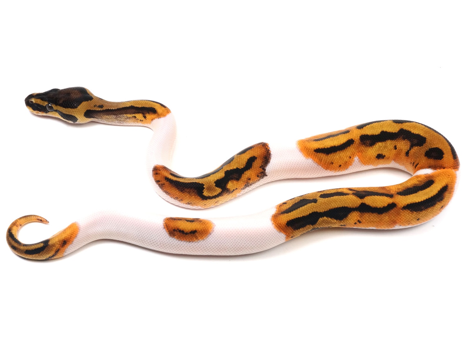 Emoji Pied Possible Leopard Ball Python by New England Reptile ...