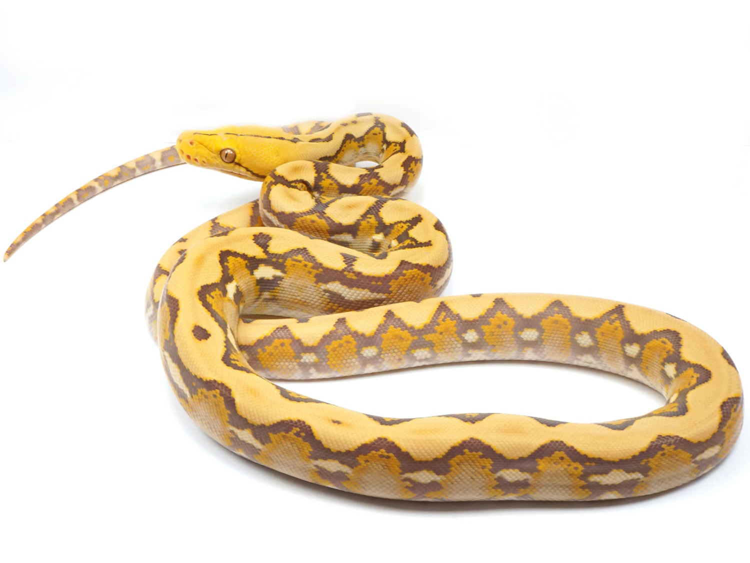 Orange Glow 100% Het Ocelot Reticulated Python by New England Reptile ...