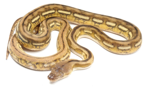 Tiger Phantom Marble Reticulated Python by NERD