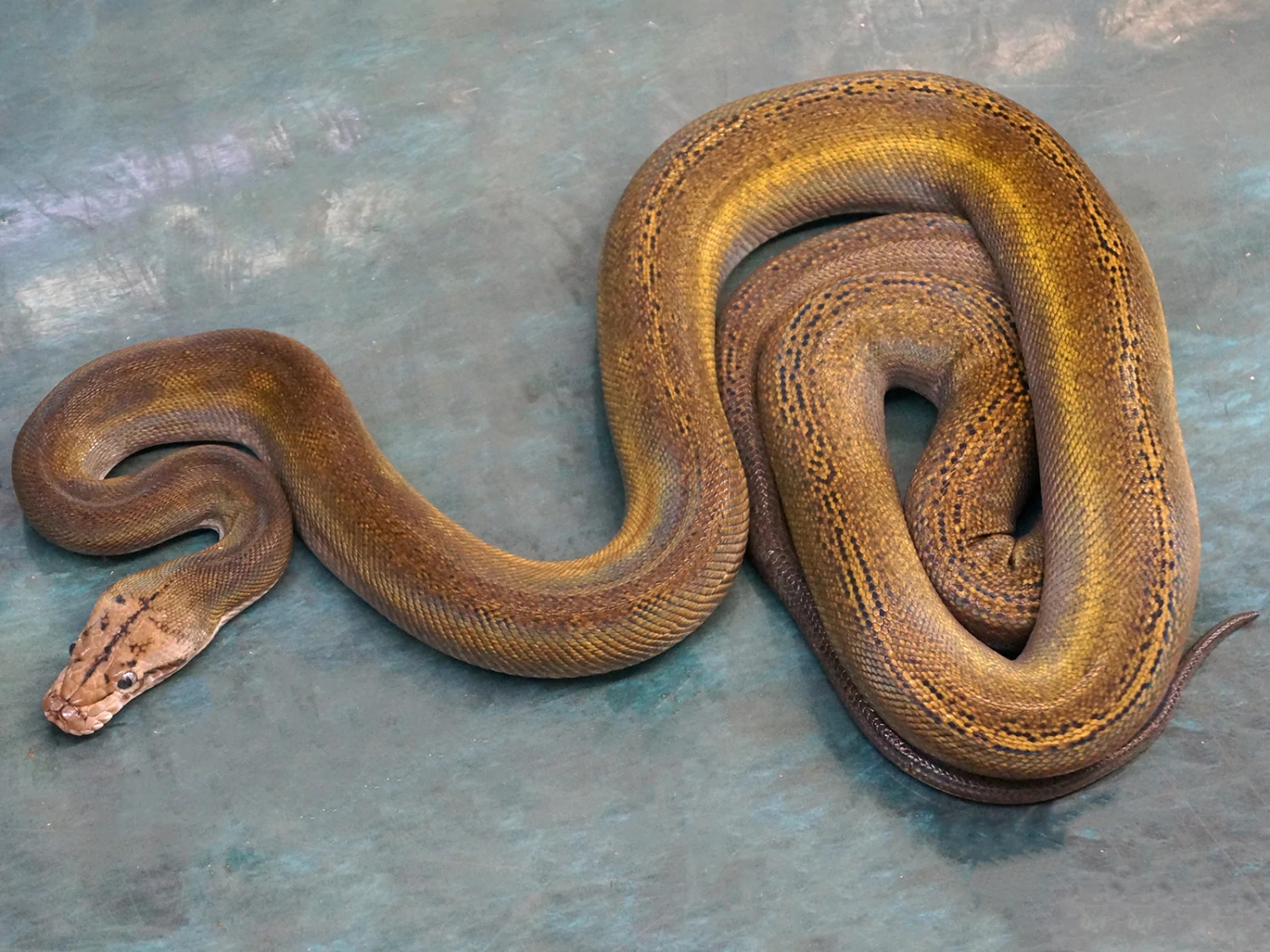 Platinum Goldenchild Graniteback Het Albino Reticulated Python by New ...
