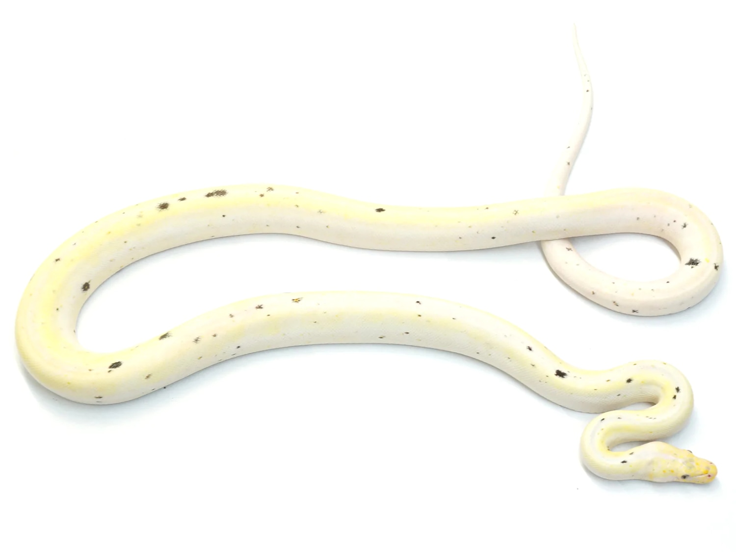 Cow (From Calico) Reticulated Python by New England Reptile ...