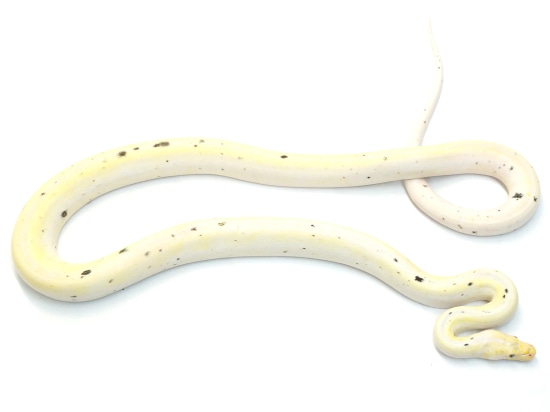 Cow (From Calico) Reticulated Python by NERD