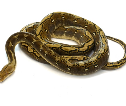 Golden Child Phantom Anthrax Reticulated Python by New England Reptile ...
