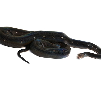 Golden Child Motley Het Albino Reticulated Python by New England ...