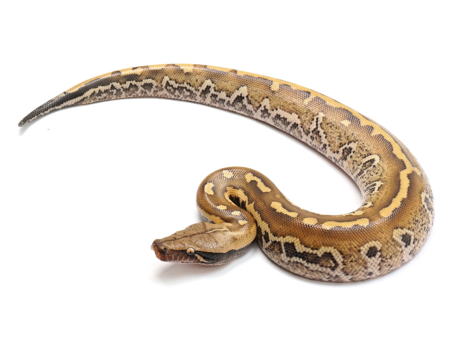 Matrix Het T- Blood Python by New England Reptile Distributors ...