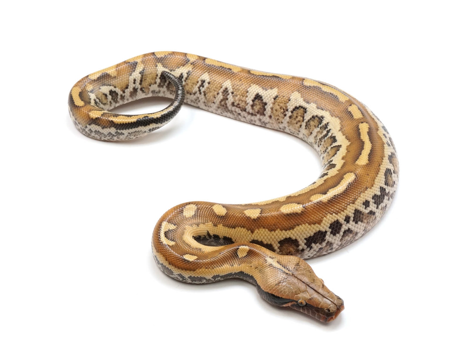 Het T+ Blood Python by New England Reptile Distributors - MorphMarket
