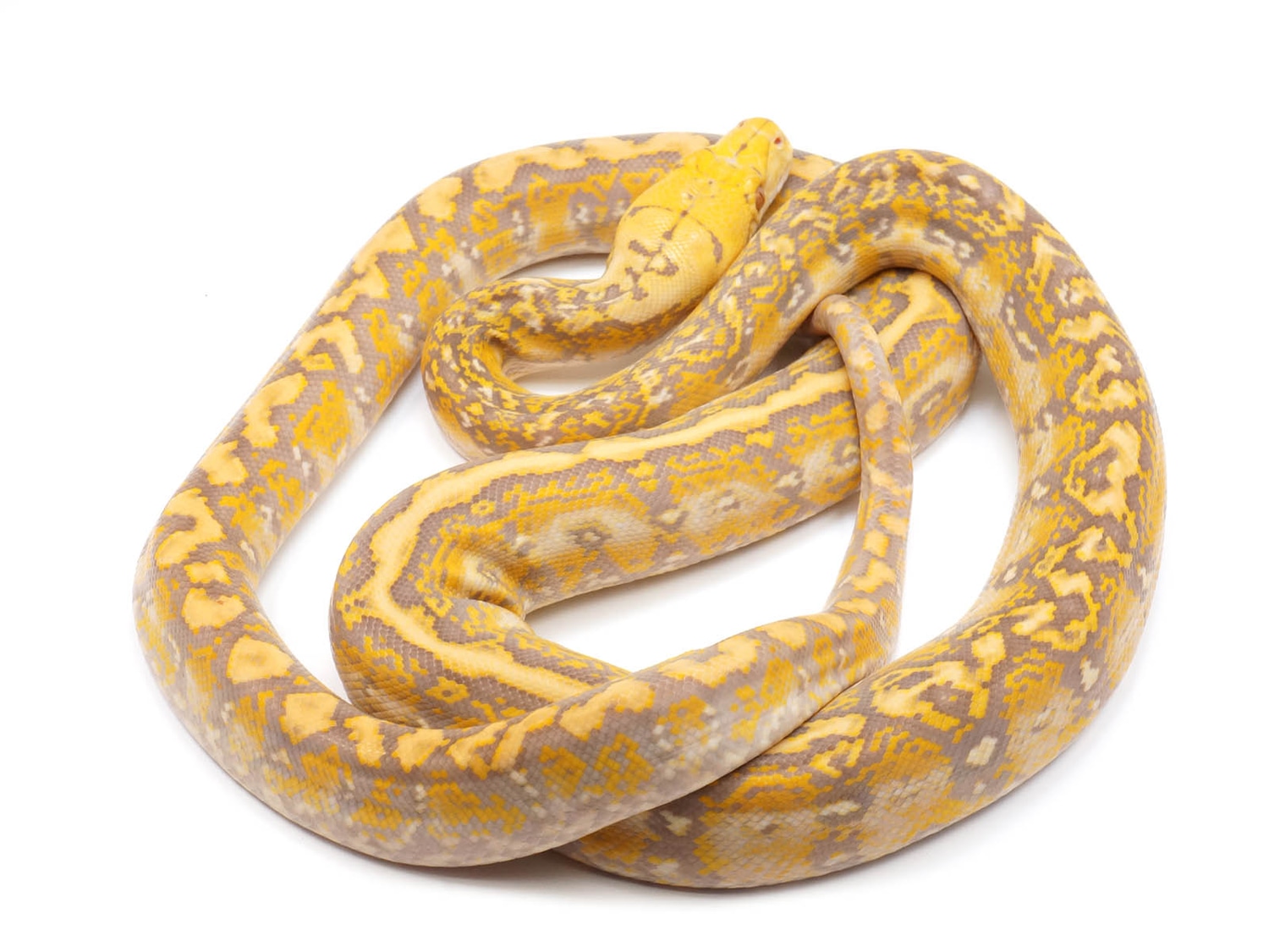 Purple Marble Reticulated Python by New England Reptile Distributors ...