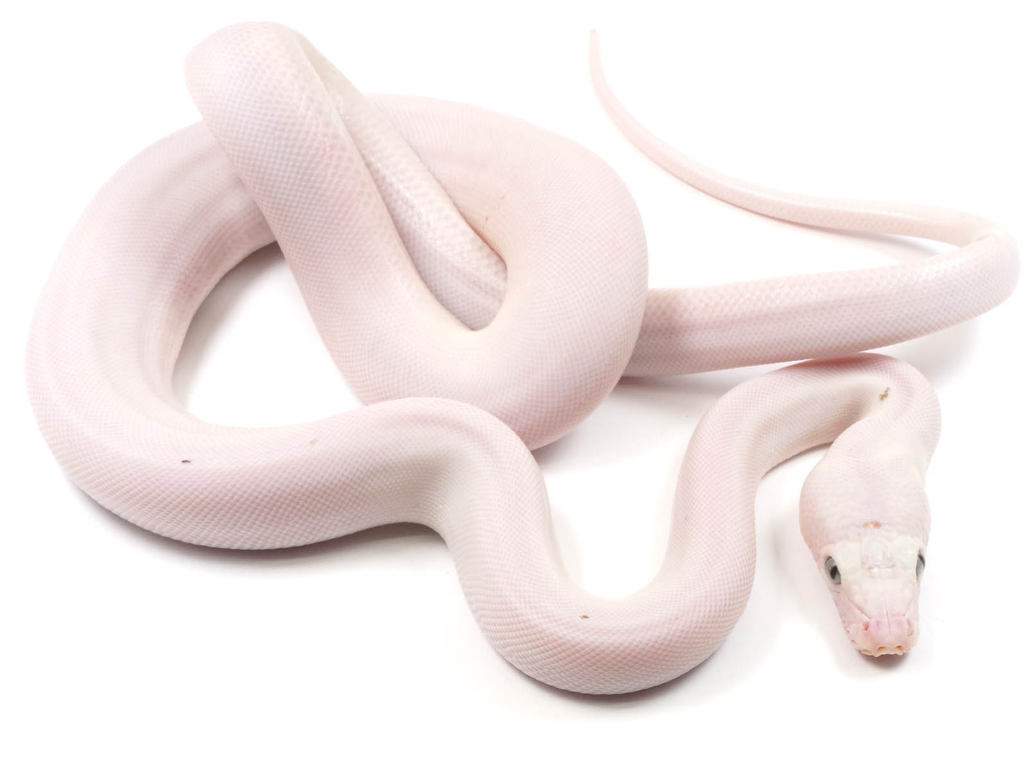 Golden Child Cow Reticulated Python by New England Reptile Distributors ...