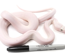 Golden Child Cow Reticulated Python by New England Reptile Distributors ...