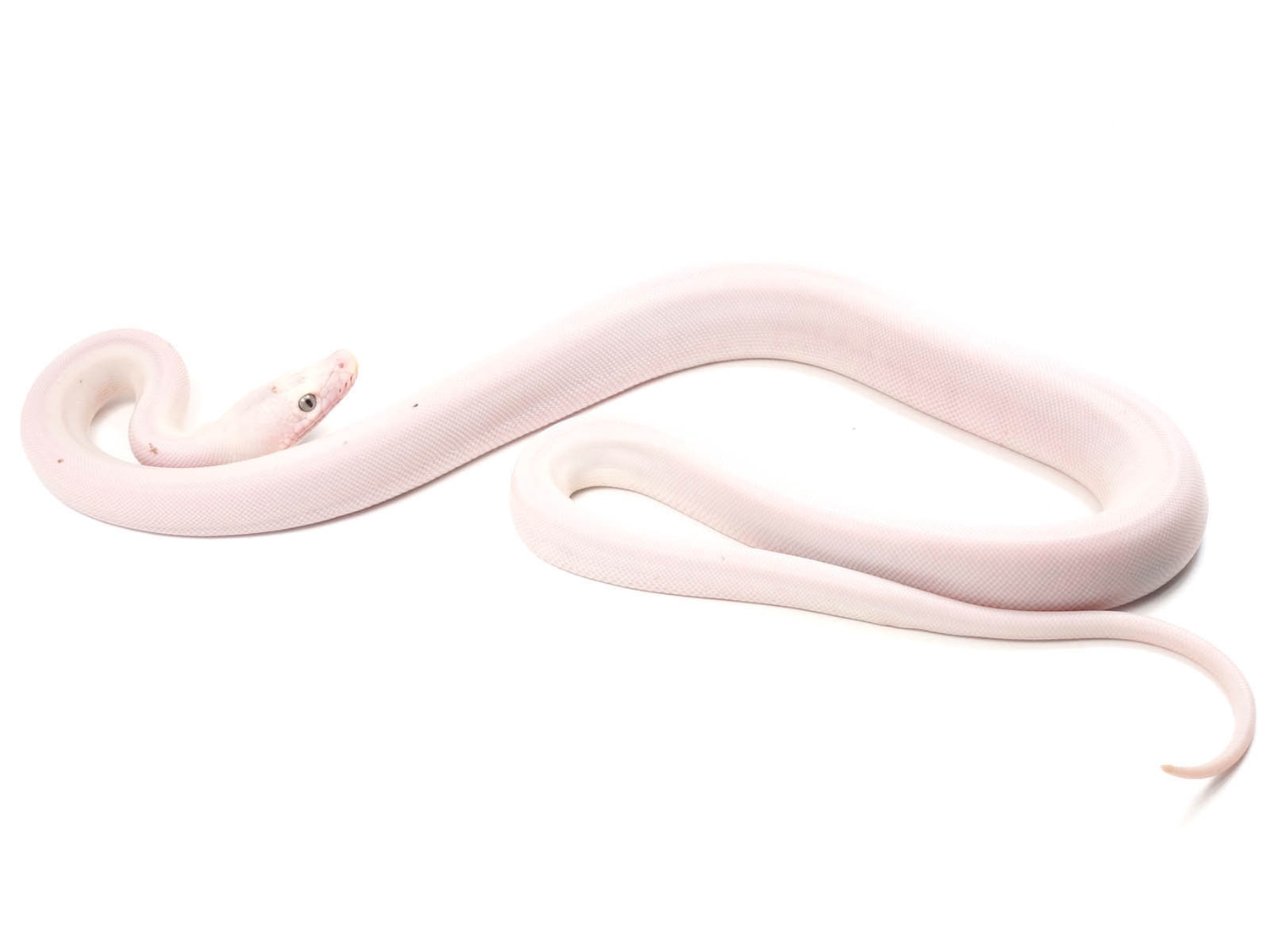 Golden Child Cow Reticulated Python by New England Reptile Distributors ...