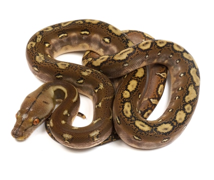 Super Phantom Possible Golden Child Possible Granite Back Reticulated ...