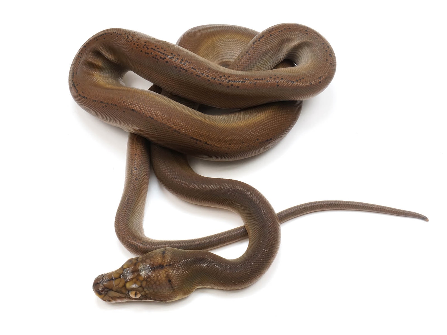 Golden Child Phantom Reticulated Python by New England Reptile ...