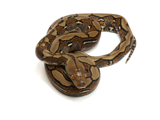 Het Orange Ghost Stripe Reticulated Python by NERD