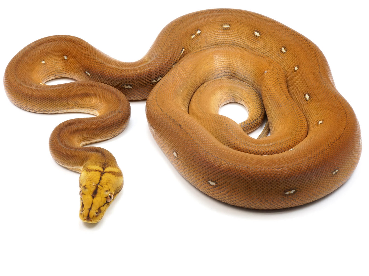 Golden Child Orange Ghost Stripe Granite Back Reticulated Python by New ...