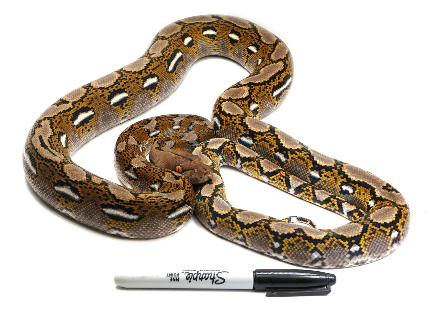 Granite Back Het Orange Ghost Stripe Reticulated Python by New England ...