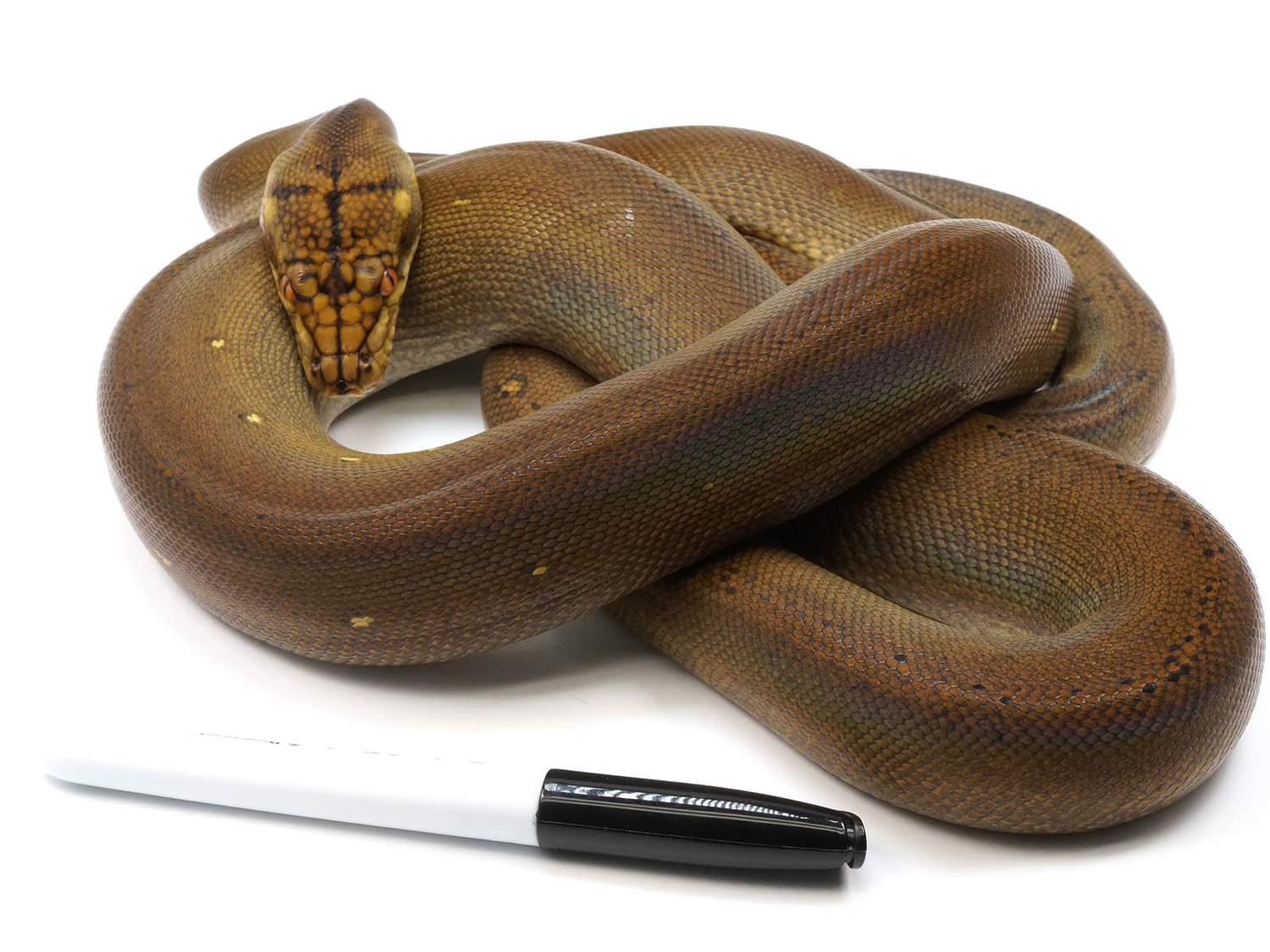 Golden Child Phantom Granite Back Reticulated Python by New England ...