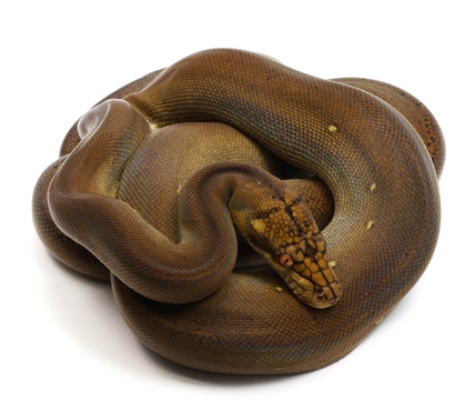 Super Phantom Possible Granite Back Possible Golden Child Paradox ...