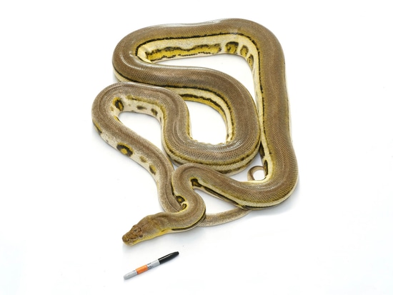 Tiger Jaguar Reticulated Python by NERD