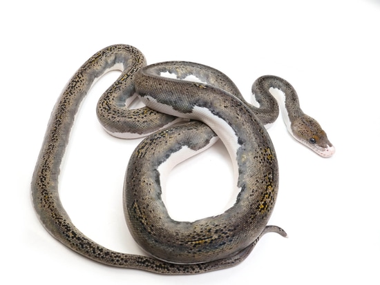 Piebald Reticulated Python by NERD