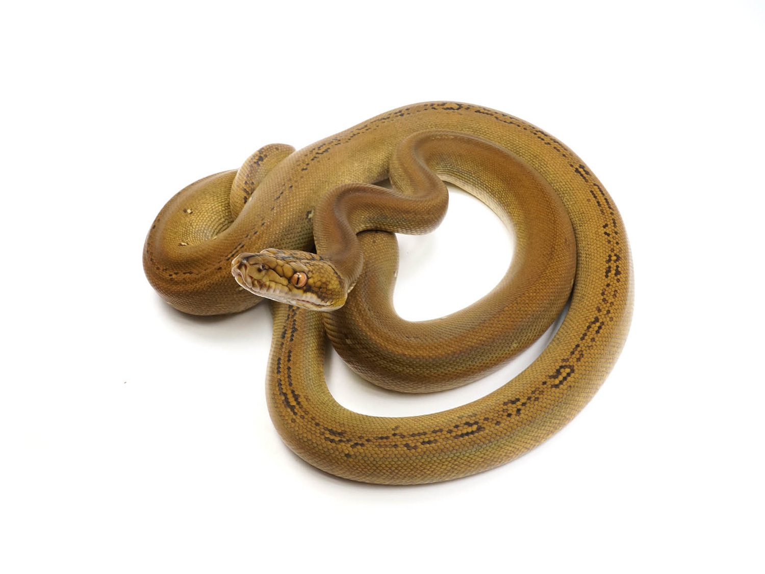 Golden Child Phantom Granite Back Reticulated Python by New England ...