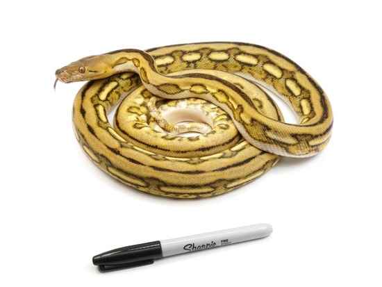 Phantom Platinum Tiger Reticulated Python by NERD