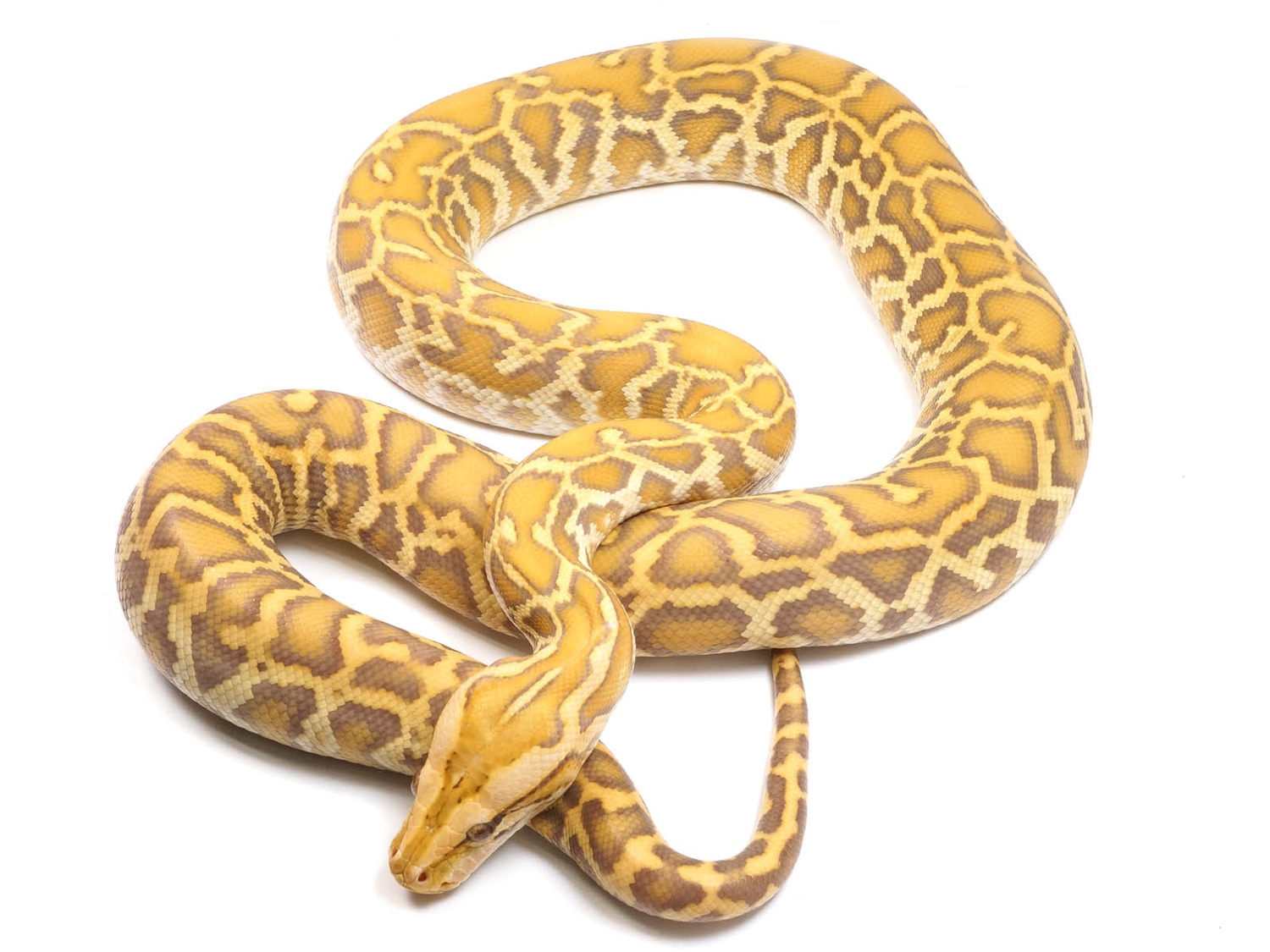 Caramel Albino Burmese Python by New England Reptile Distributors ...