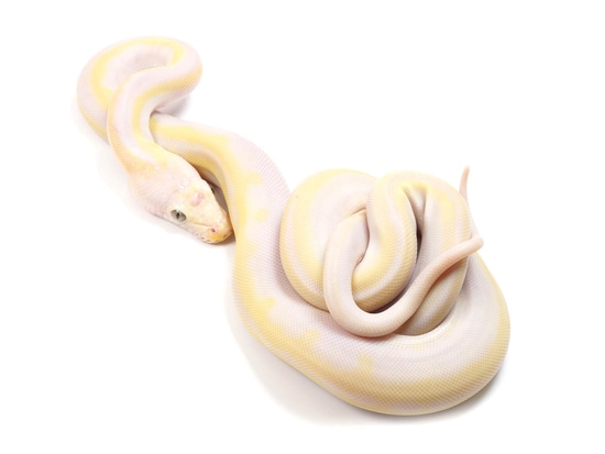 Cow Reticulated Python by NERD