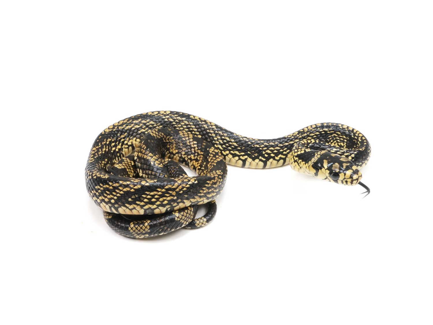 Nicaraguan Tiger Rat Snake Other Rat Snake by New England Reptile ...