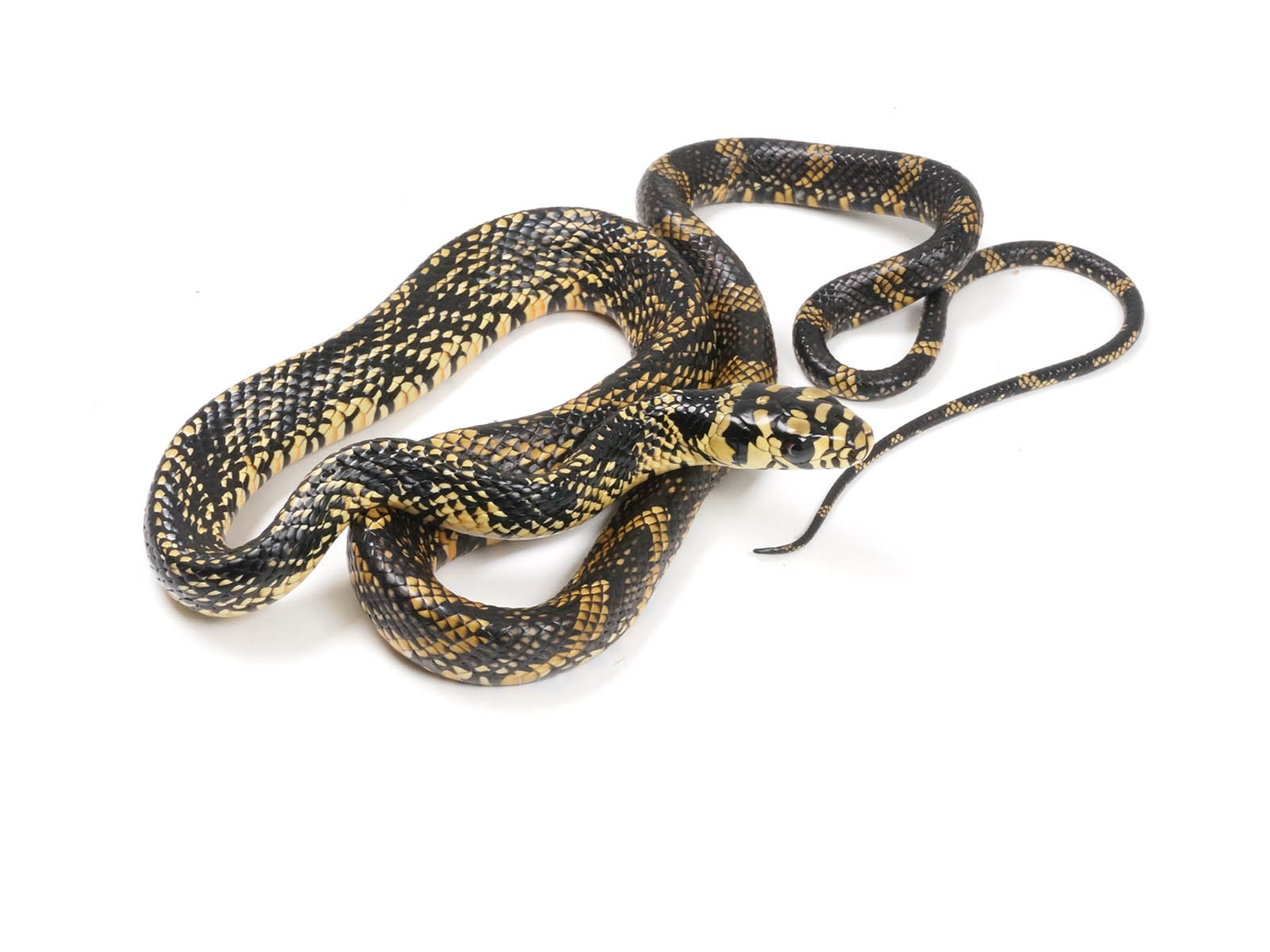 Nicaraguan Tiger Rat Snake Other Rat Snake by New England Reptile ...