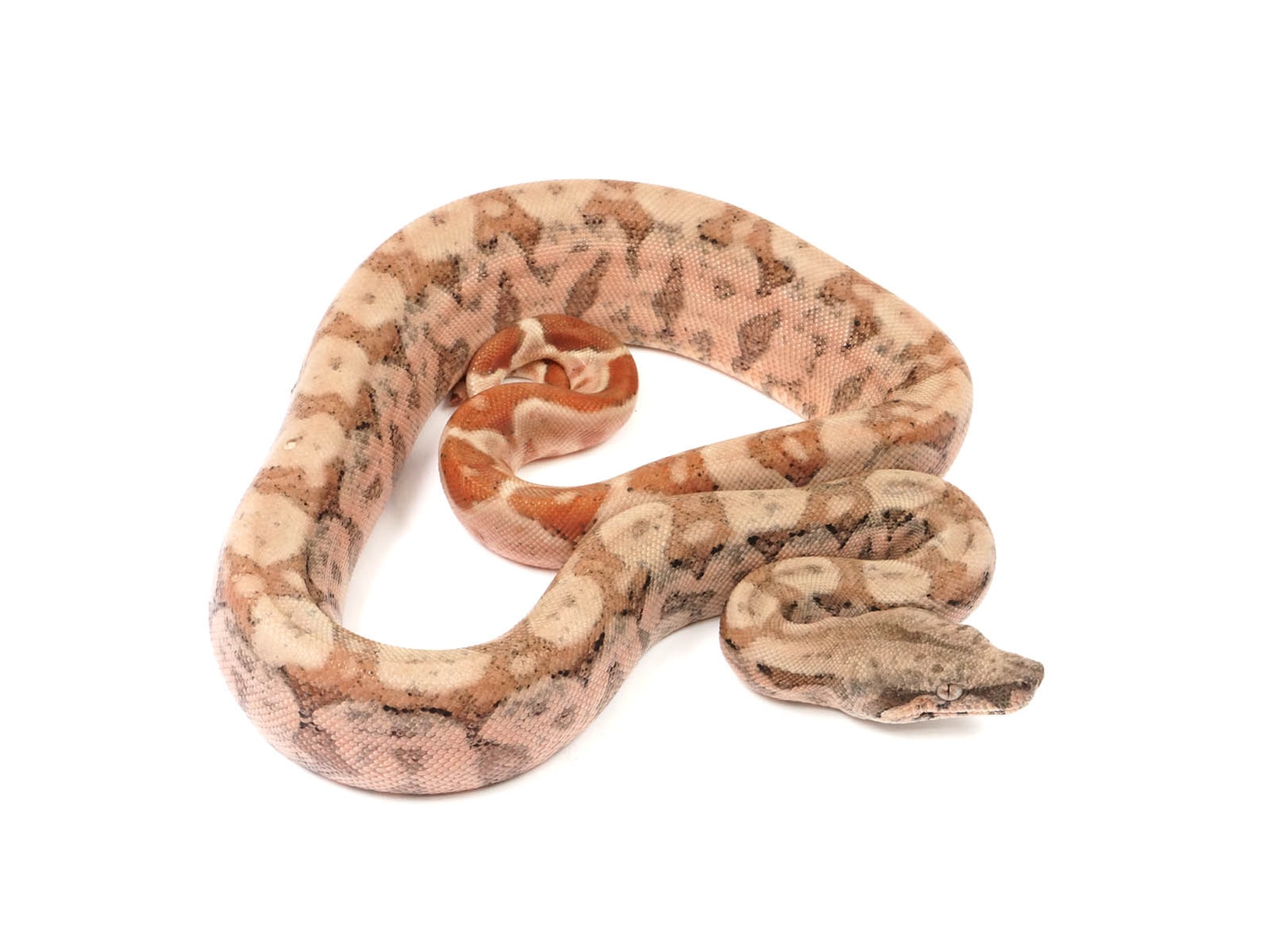 Hogg Island Boa Constrictor by New England Reptile Distributors ...