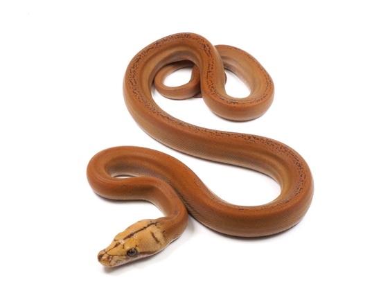Golden Child Mochino Granite Back Reticulated Python by NERD