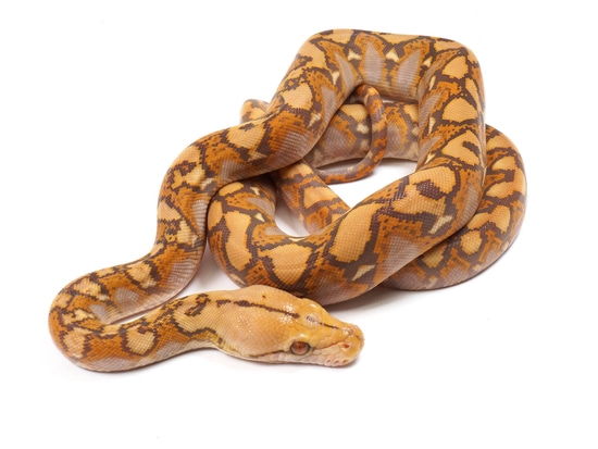 Mochino Granite Back Reticulated Python by NERD