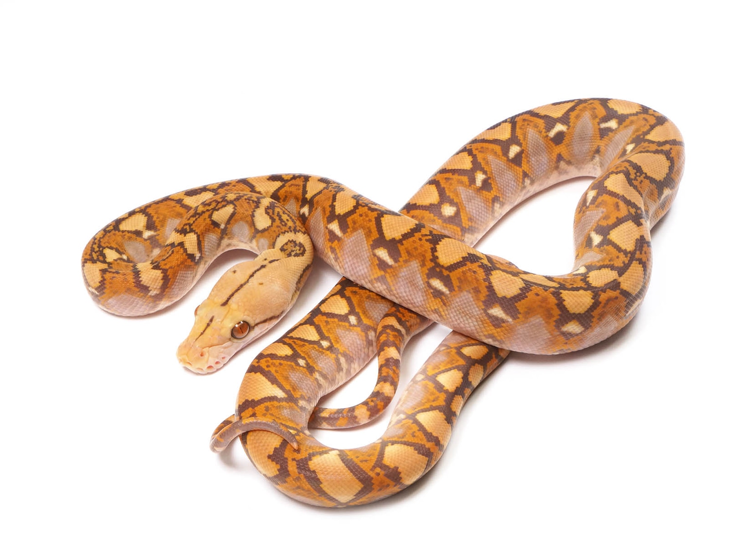 Mochino Granite Back Reticulated Python by New England Reptile ...