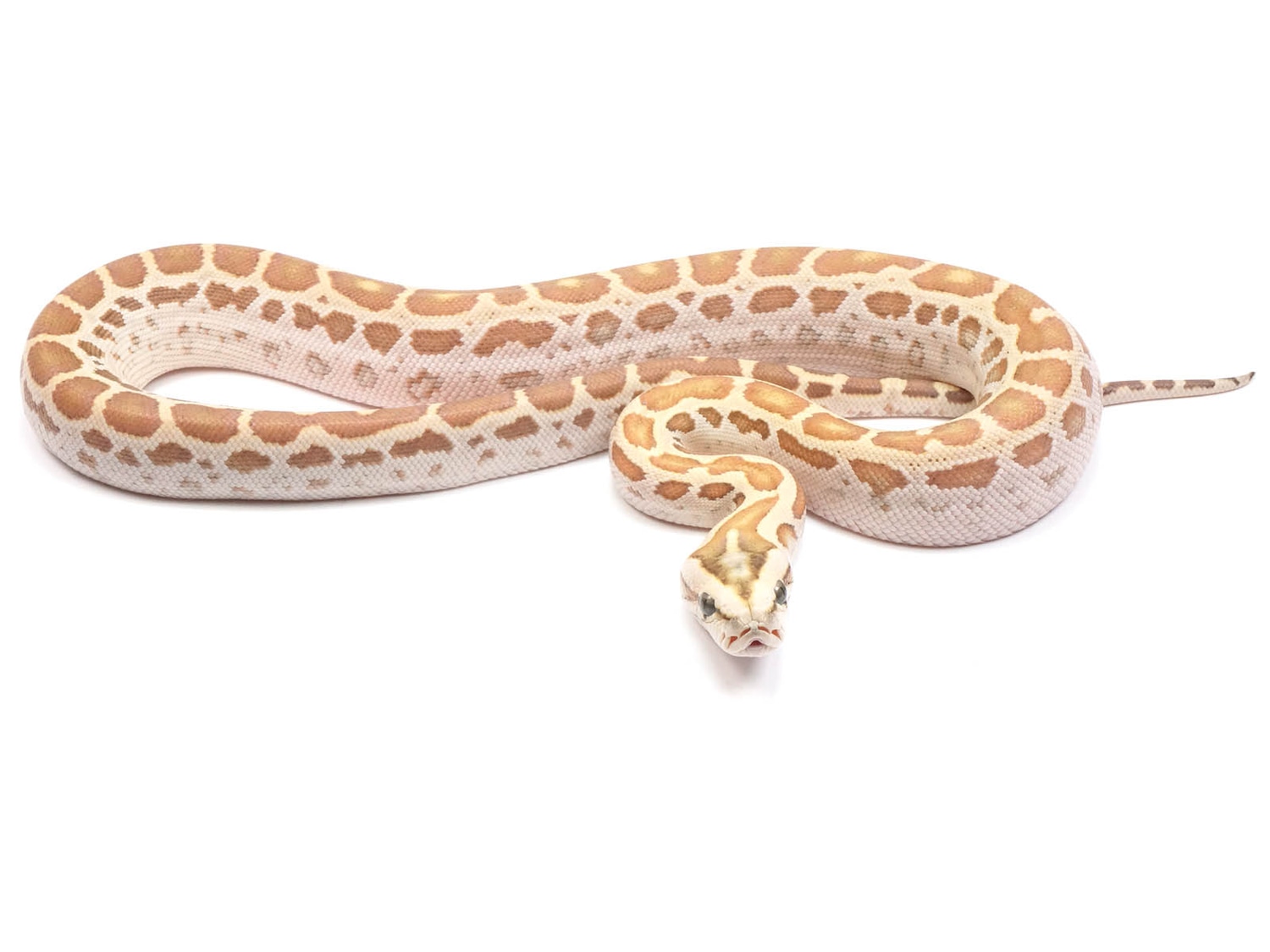 Hypo Het Albino Possible Het Green Possible Het Caramel Burmese Python ...