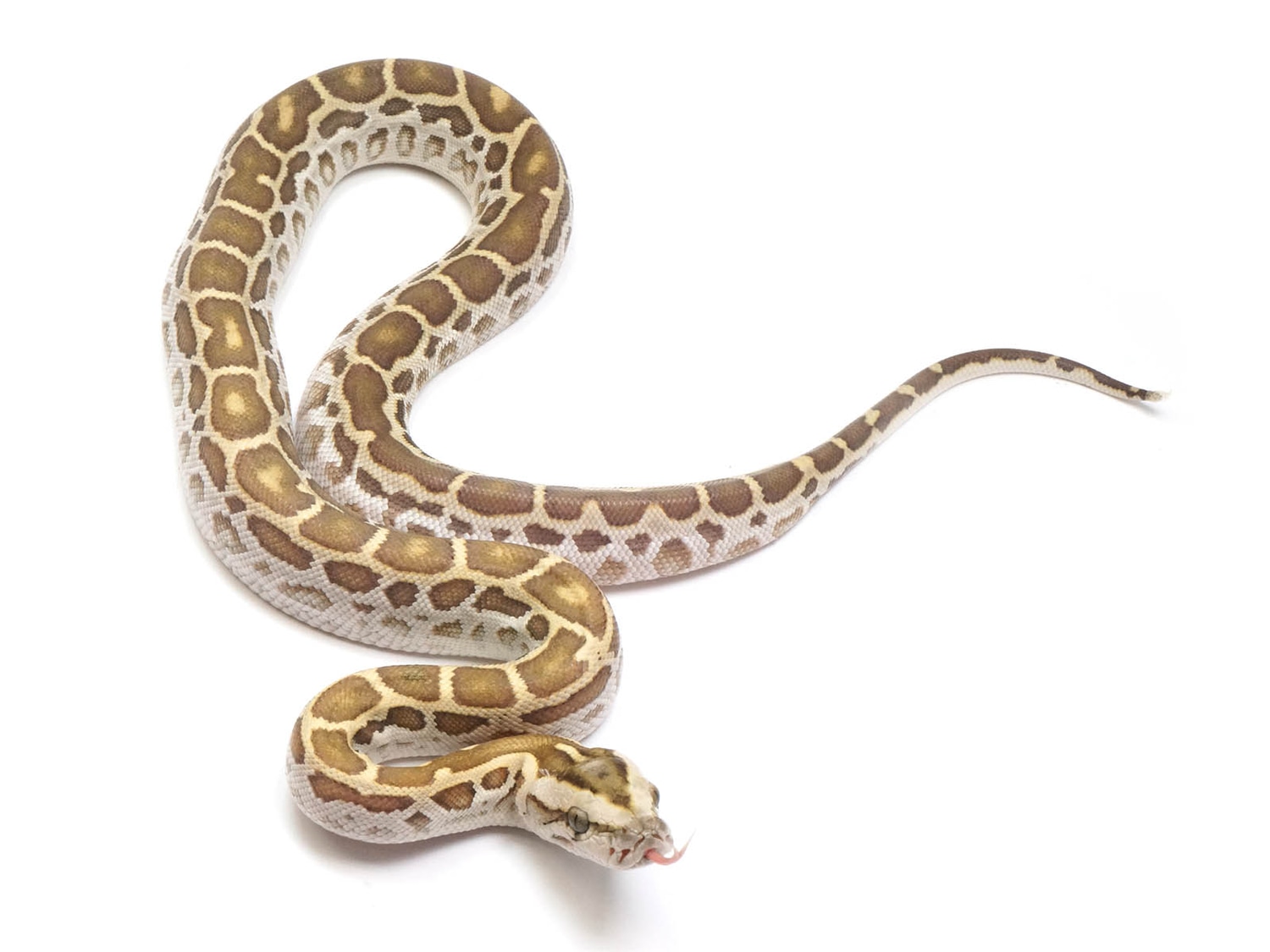 Hypo Het Albino Possible Het Green Possible Het Caramel Burmese Python ...