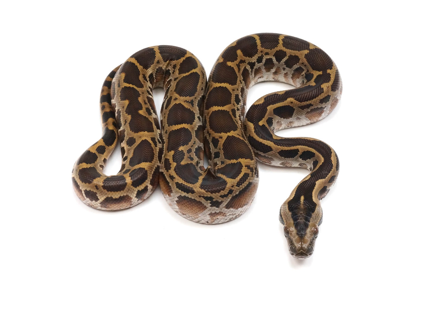 Het Albino Possible Het Green Possible Het Caramel Burmese Python by ...