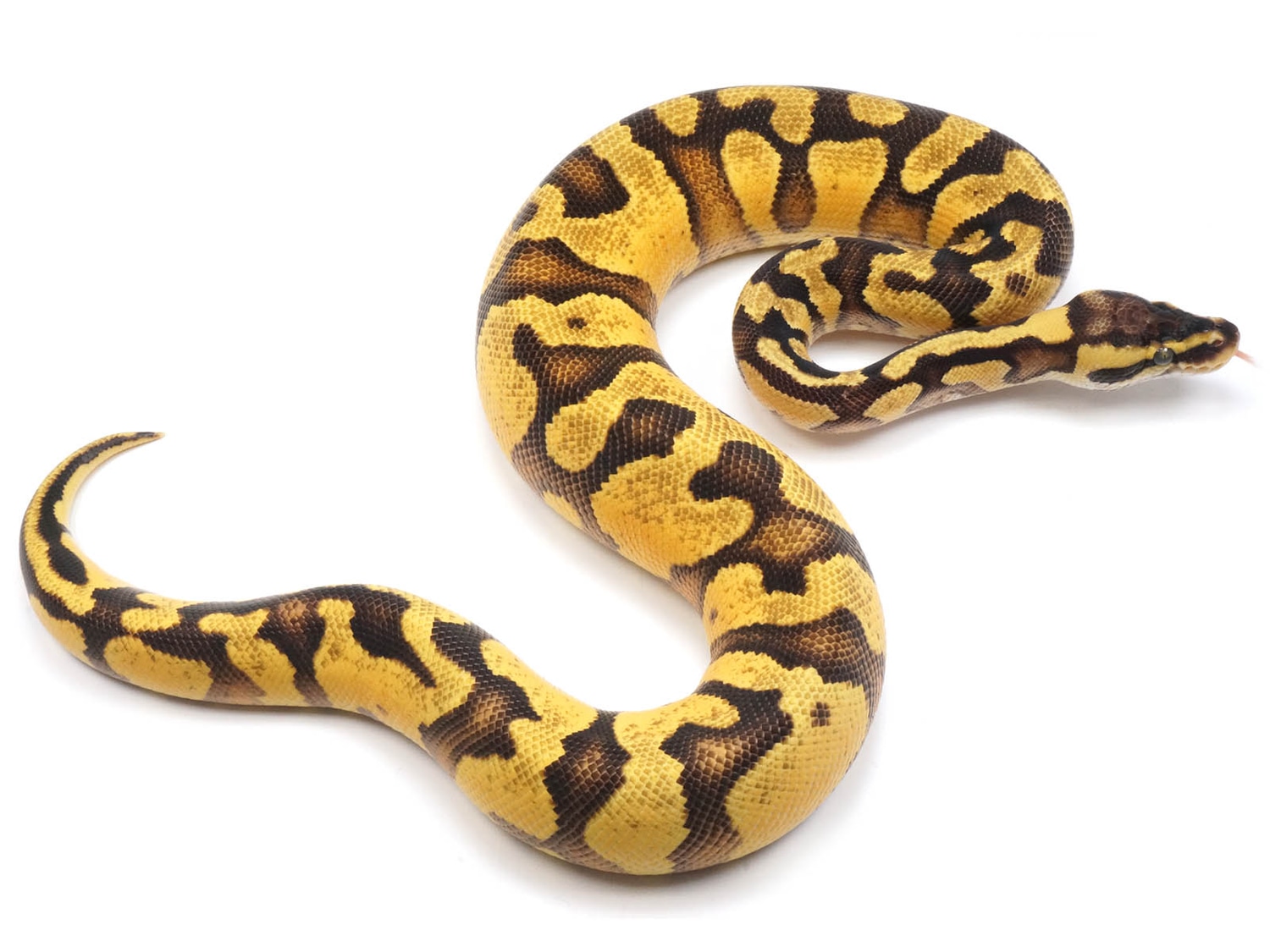 Enchi Gravel Ball Python by New England Reptile Distributors - MorphMarket