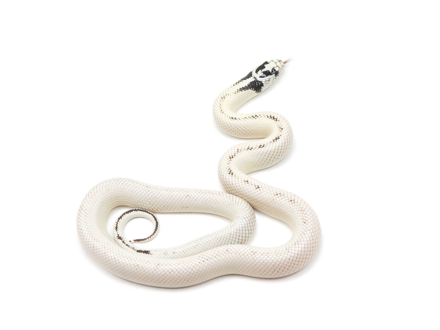 High White King Snake California Kingsnake by New England Reptile ...