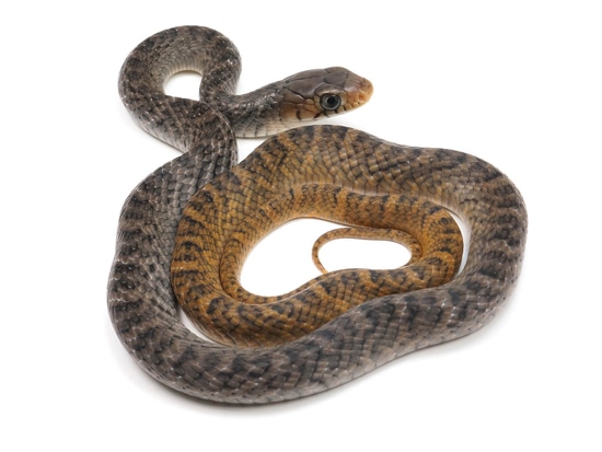 Yellow Tail Cribo Cribo & Indigo Snakes by NERD