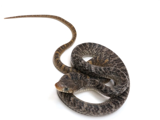 Yellow Tail Cribo Cribo & Indigo Snakes by NERD