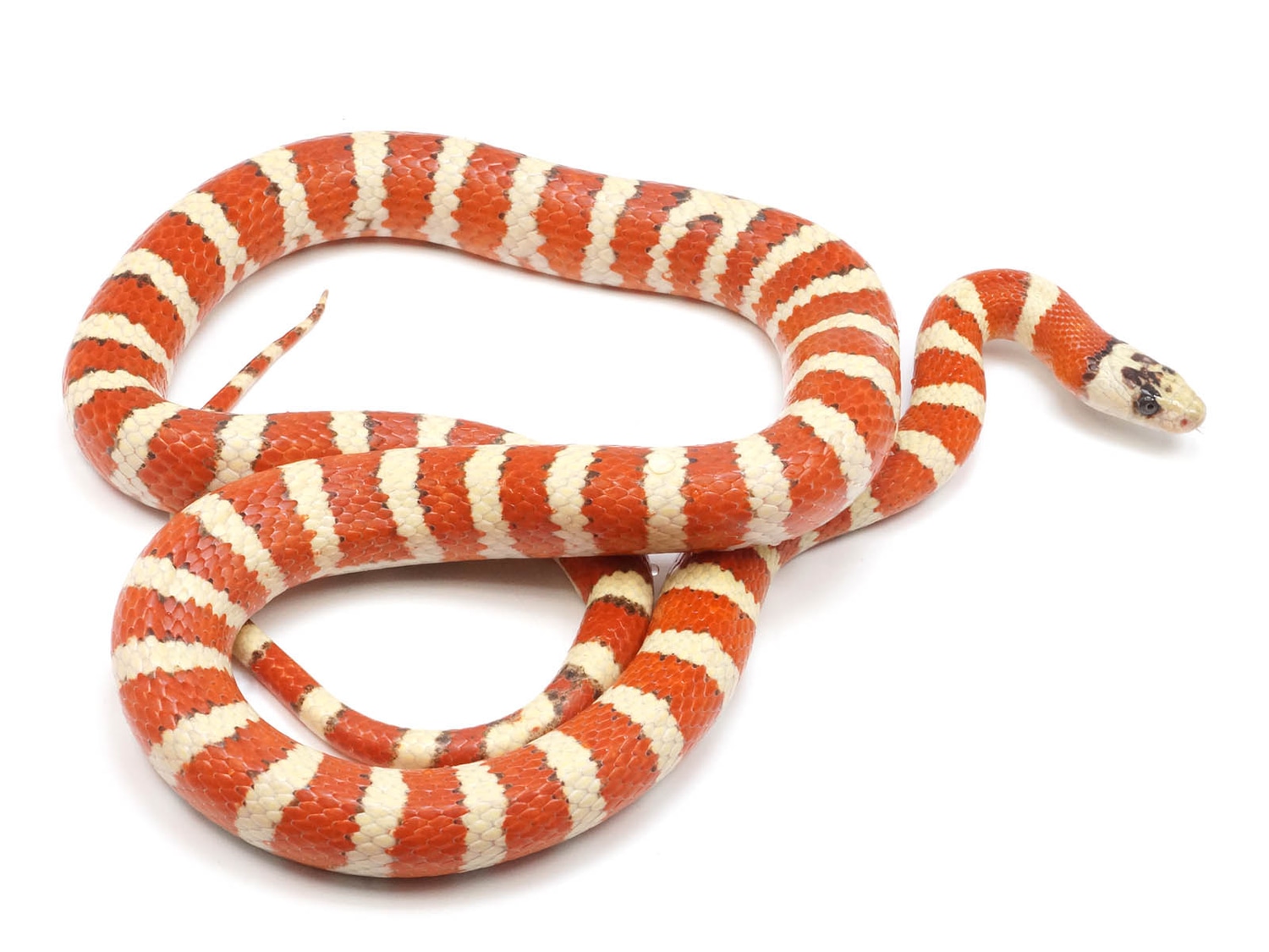 Hypo King Snake Breeding Pair Arizona Mountain Kingsnake by New England ...