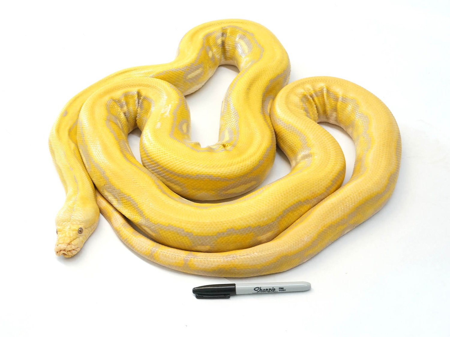 Albino Motley Sunfire Reticulated Python by New England Reptile ...