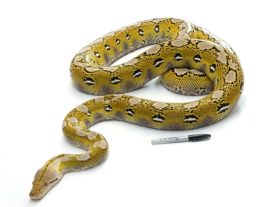Platinum Het Orange Ghost Stripe Het Albino Reticulated Python by NERD