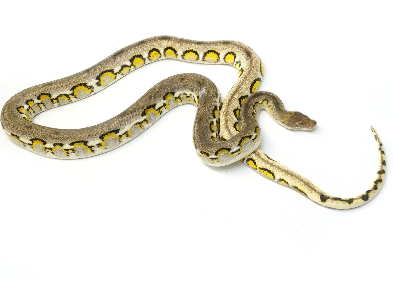 Jaguar Platinum Sunfire Reticulated Python by New England Reptile ...